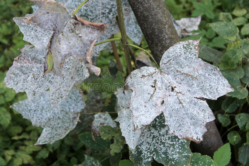 Powdery Mildew on Norway Maple. Maple Tree Disease Stock Photo - Image ...