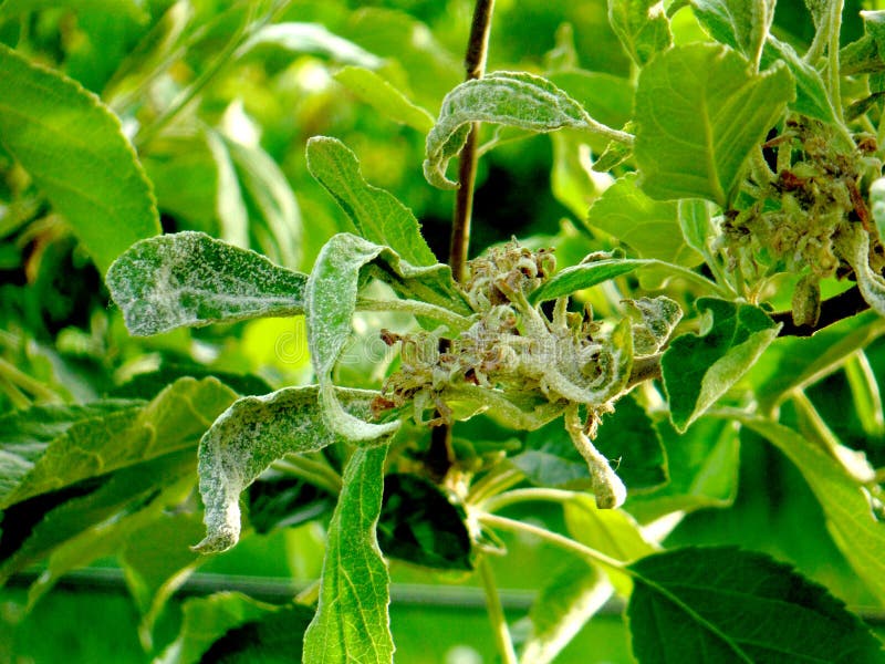 Powdery Mildew ,Podoshpaera Leucotricha on an Apple Tree Stock Photo ...