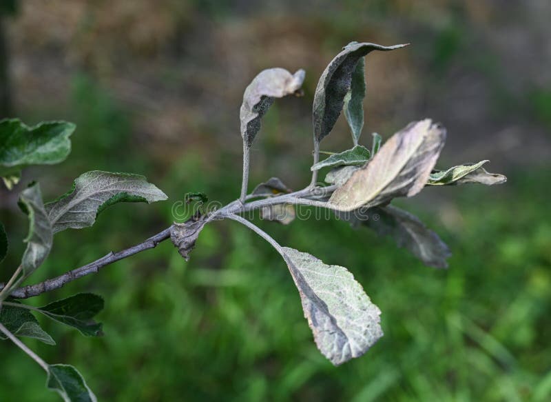 Powdery Mildew Apple Tree Stock Photos - Free & Royalty-Free Stock ...