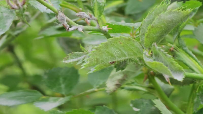 Powdery Mildew or Sphaerotheca Pannosa on Rose Bushes Stock Footage ...