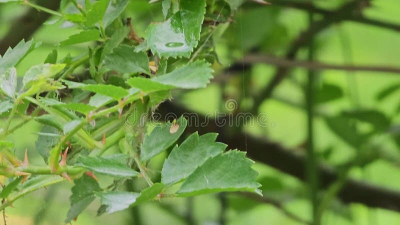 Powdery Mildew or Sphaerotheca Pannosa on Rose Bushes Stock Video ...