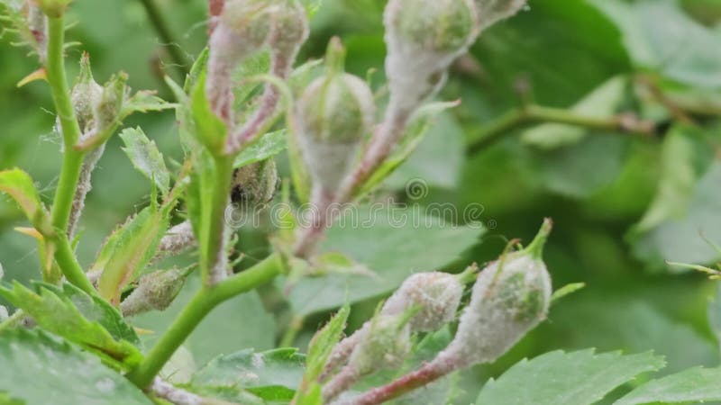 Powdery Mildew or Sphaerotheca Pannosa on Rose Bushes Stock Video ...