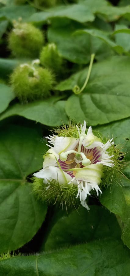 Powdery white flowers stock image. Image of powdery - 268276913
