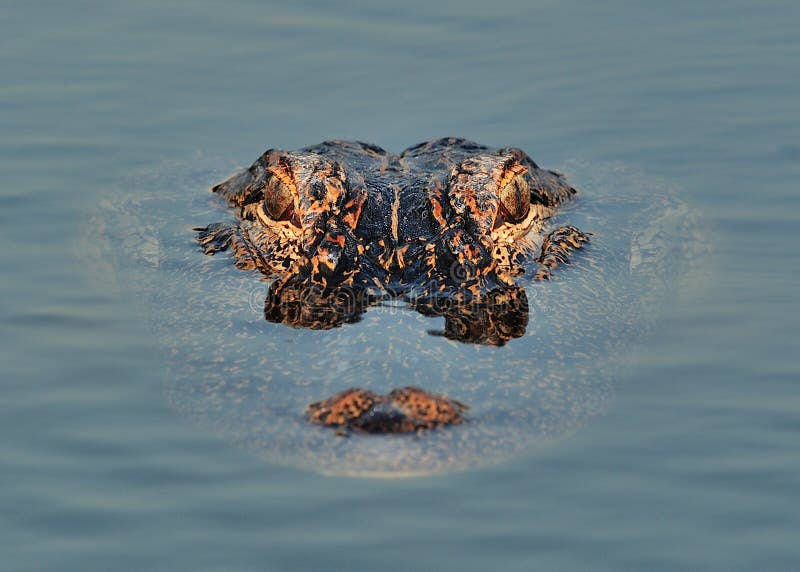 Alligator stock photo. Image of close, wild, encounter - 51008626