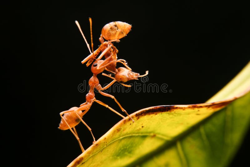 212 Ant Lifting Stock Photos - Free & Royalty-Free Stock Photos from ...