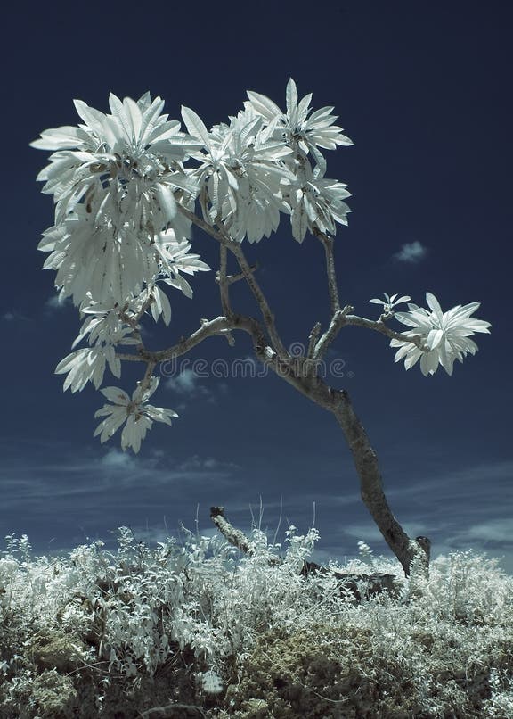 The Power of Blue stock image. Image of noon, plant, leaves - 6162821