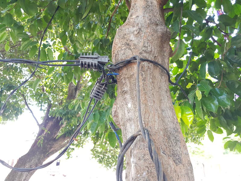 A Power Cable Connection is Hung on the Tree Stock Photo - Image of ...