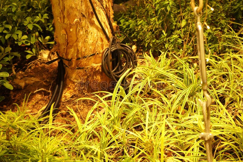 Power Cable Wraps Around Tree Trunk Stock Image - Image of alien ...