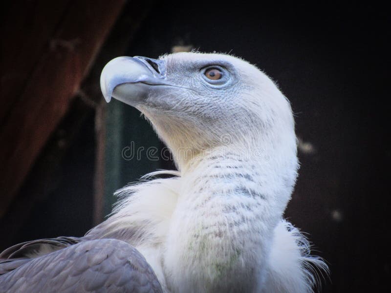 The power eagle in horror stock image. Image of companie - 150246751