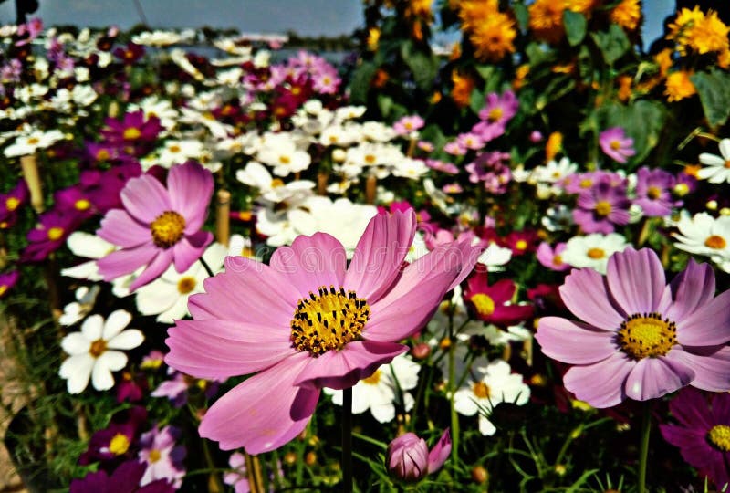 Power of flower grasses stock photo. Image of landscape - 104603750