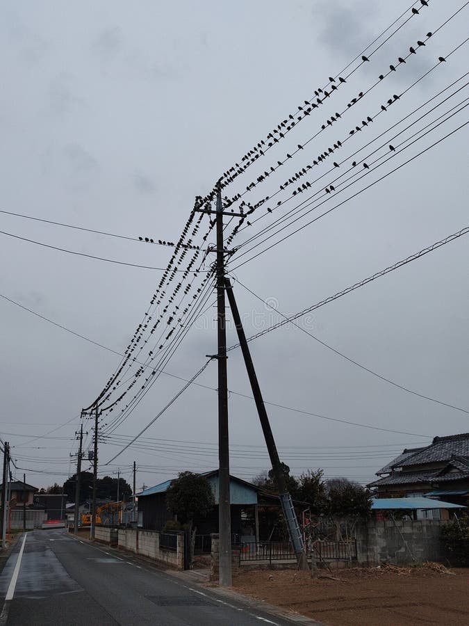Bird Evening Power Cable Power Pole Road Stock Image - Image of cable ...