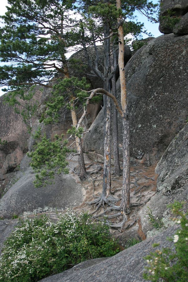 The tree grows on a rock. stock image. Image of life - 213980987