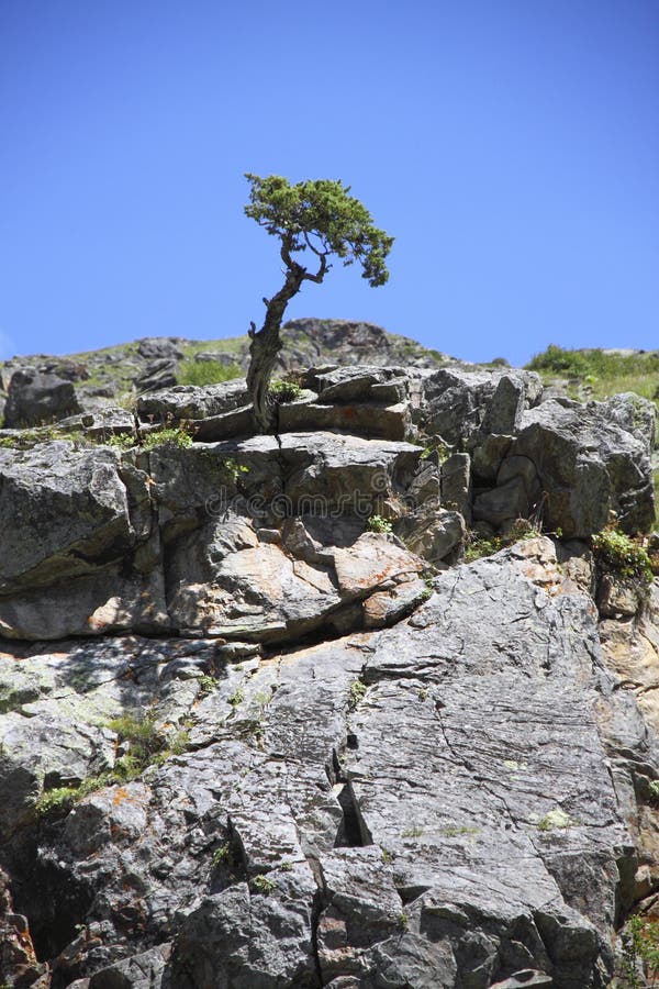 Power of Life, the Tree is Growing on a Rock Stock Photo - Image of ...