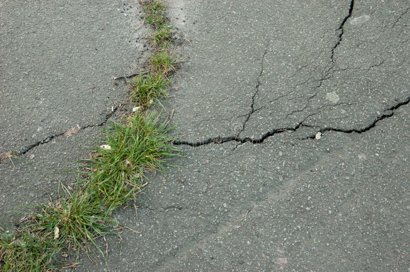 Power of Life: Young Green Grass Breaks the Asphalt Stock Photo - Image ...