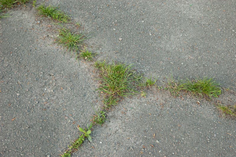 Power of Life: Young Green Grass Breaks the Asphalt Stock Image - Image ...