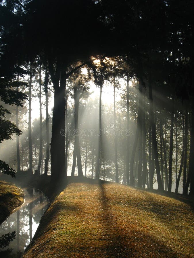 Power of Light haze stock image. Image of haze, grass - 14097057