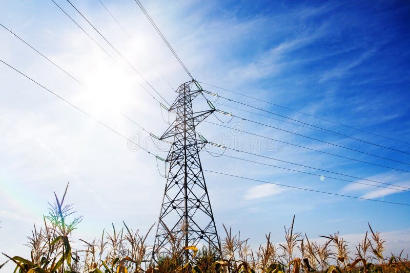 Power Line at the Blue Sky on the Corn Field Stock Photo - Image of ...