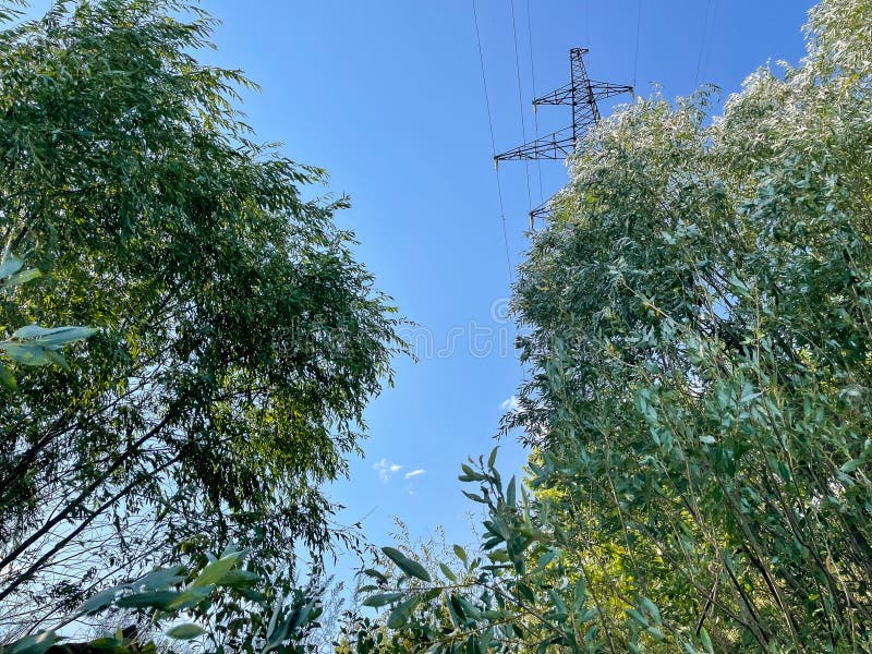 Power Power Line through the Branches of Trees Against the Blue Sky ...