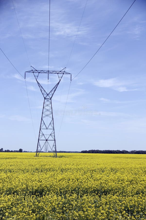 Power Line in a Field of Manitoba Canola 2 Stock Photo - Image of ...