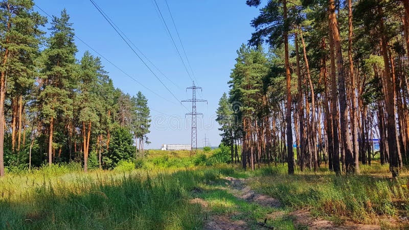 Power Line in the Pine Tree Forest Stock Image - Image of nature ...