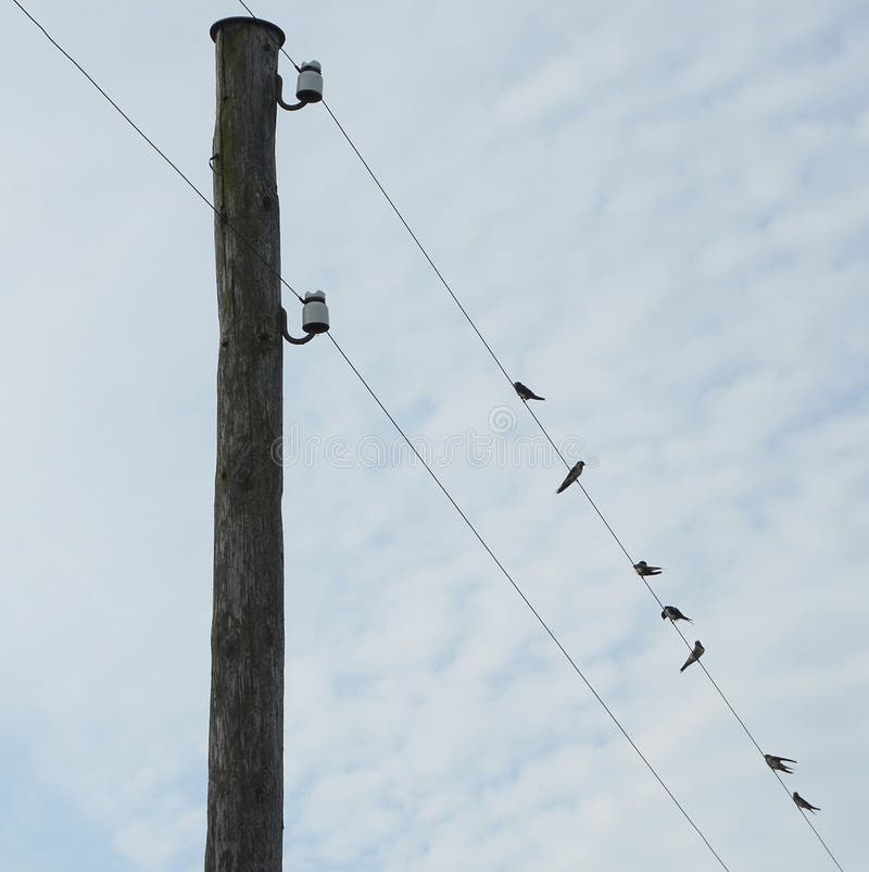 Power Line with Sitting Swallows Stock Photo - Image of overhead ...
