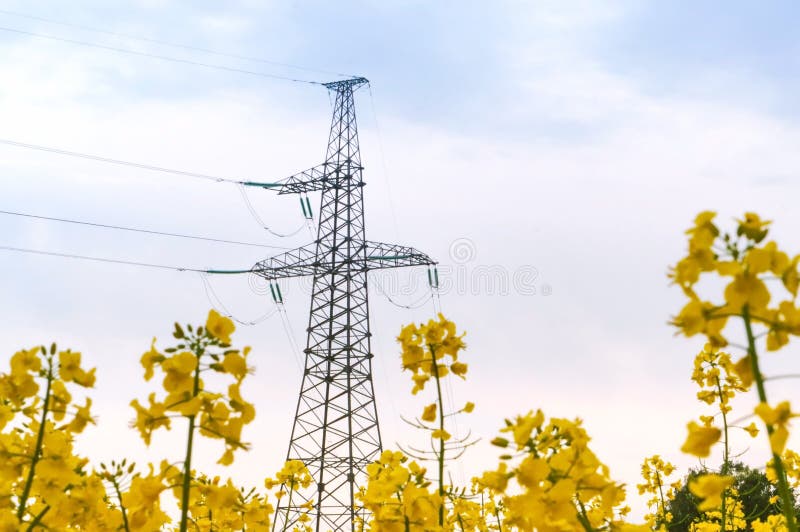 Power Line among the Yellow Wildflowers, Power Line in the Field Stock ...