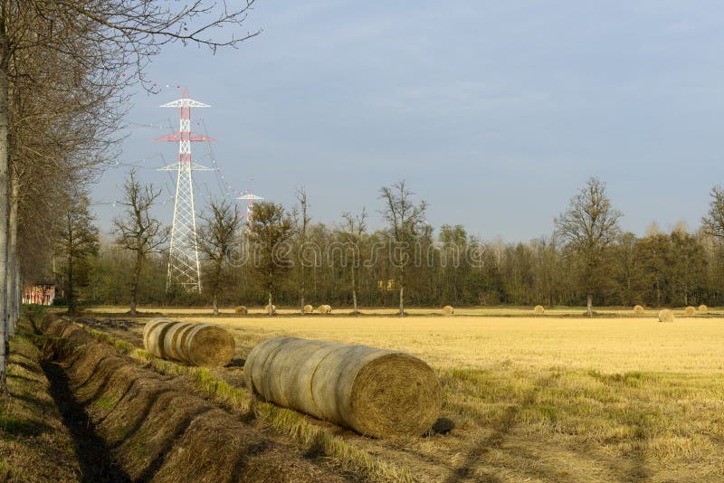 Power Line (Zerbolo, North Italy) Stock Image - Image of brown, ripe ...