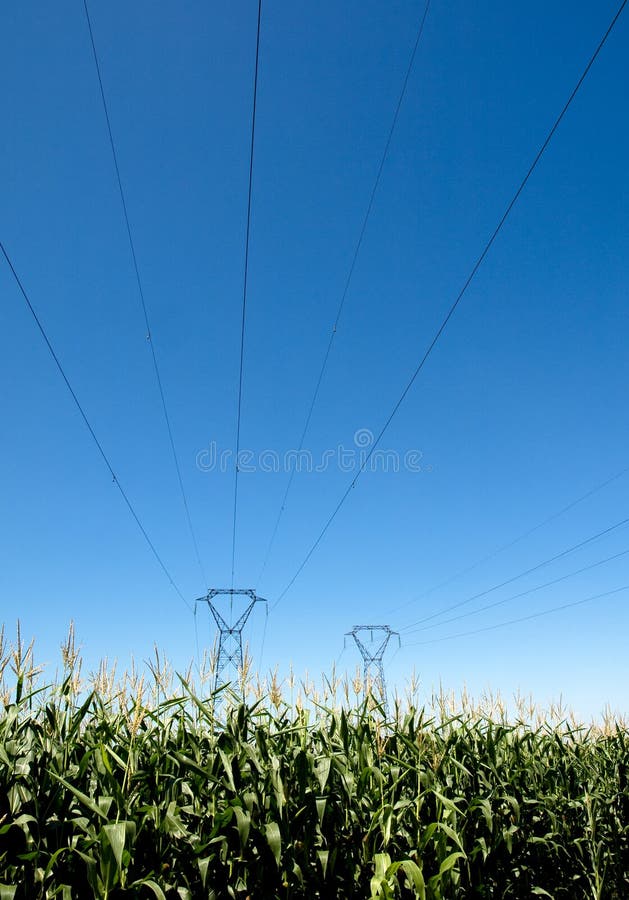 Power lines and corn crops stock image. Image of electricity - 6054185