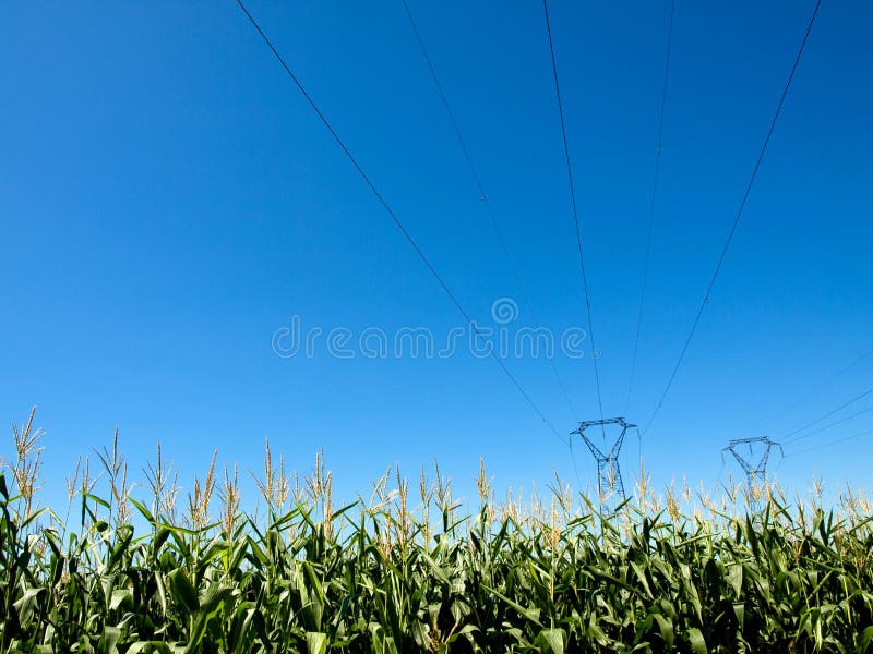 Power lines and corn crops stock image. Image of communication - 6077191