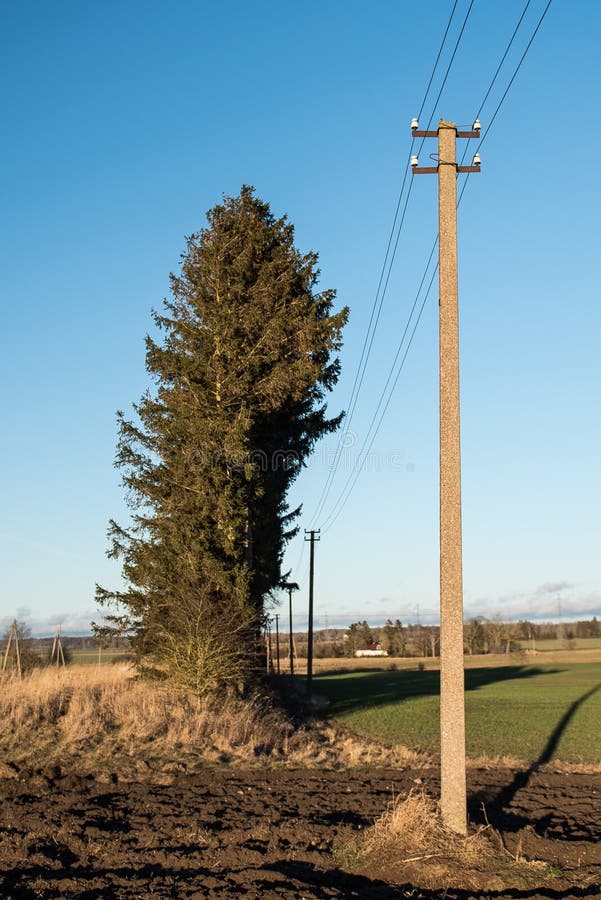 Power Lines and Cut Spruce Branches Stock Photo - Image of meadow ...