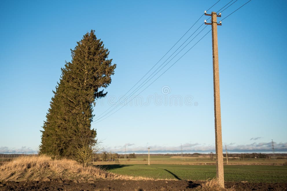 Power Lines and Cut Spruce Branches Stock Image - Image of winter, blue ...
