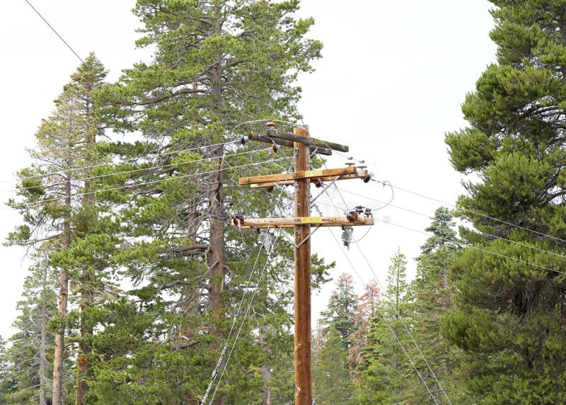 Power Lines Going through Tall Pine Trees in the Forest in Northern ...
