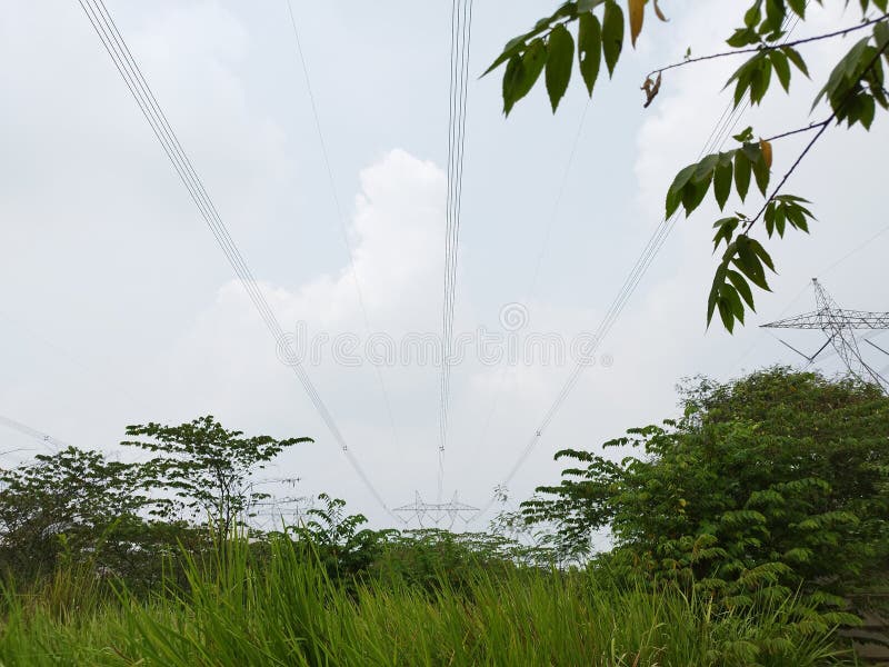 Power lines over bushes stock image. Image of bushes - 264349609