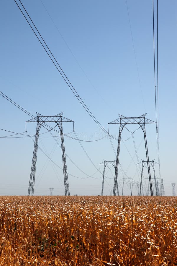 Power Lines Over Corn Field Stock Image - Image of agriculture ...