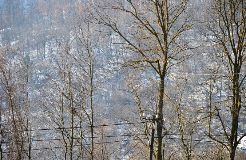 Power lines over the hill stock photo. Image of frost - 373454284
