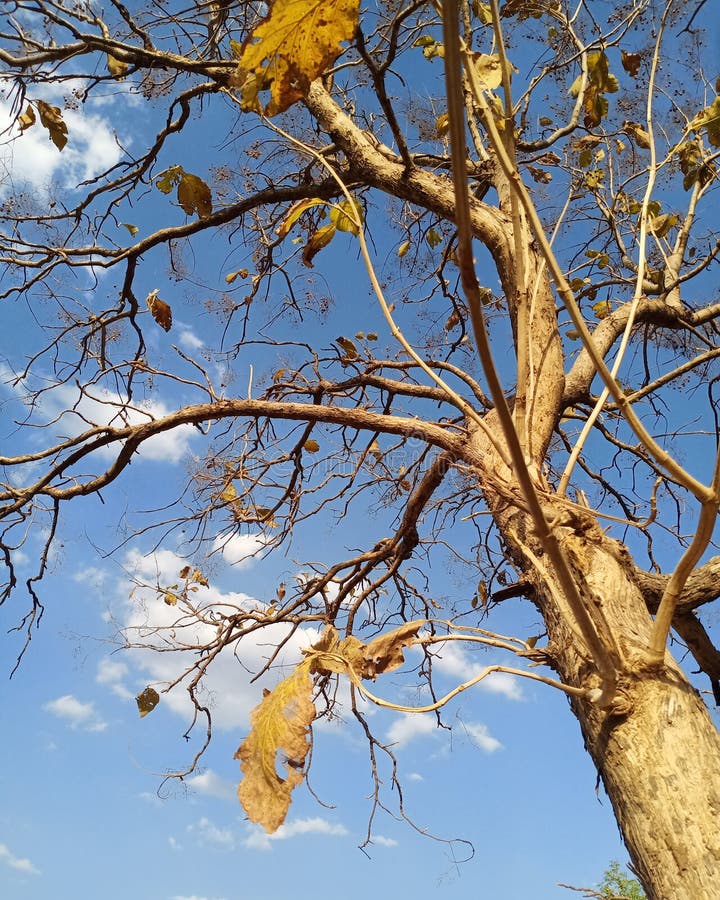 Power of nature stock image. Image of sunlight, flower - 191019707