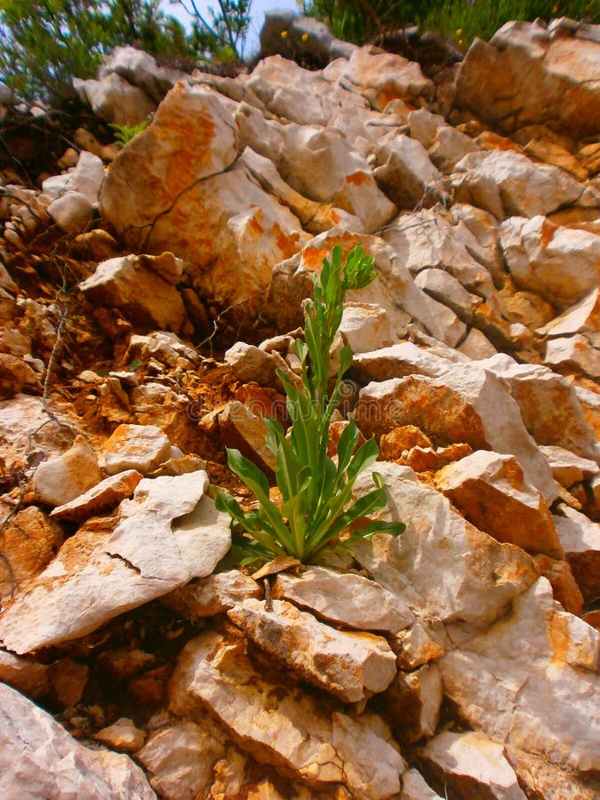 Power of nature stock photo. Image of stone, herbs, wildlifeincroatia ...