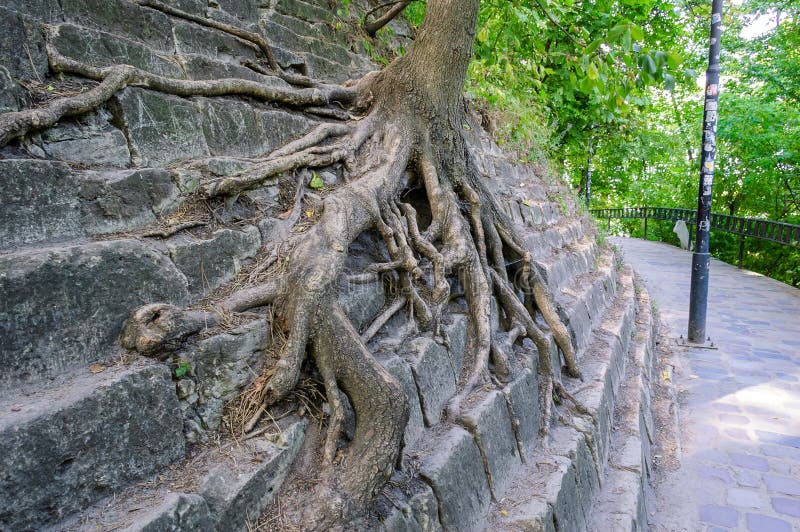 The Power of Nature. the Roots of a Tree Growing from Stone Steps Stock ...