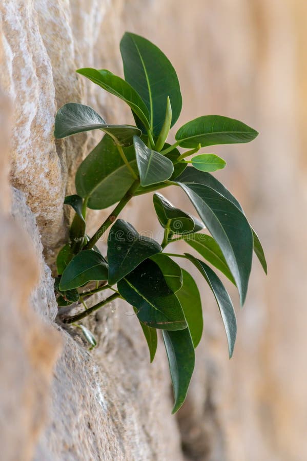 The Power of Nature Tree Growing between Rocks Stock Image - Image of ...