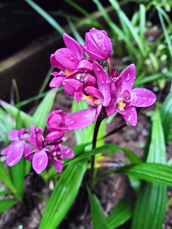 The Power of Orchid Flower after Rainny Stock Photo - Image of rainn ...