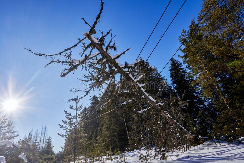 Vegetation Management Failure Leads Tree Failure Causing Conductor ...