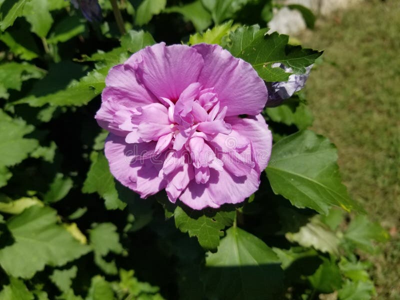 Power of pink stock image. Image of flower, double, power - 165151921