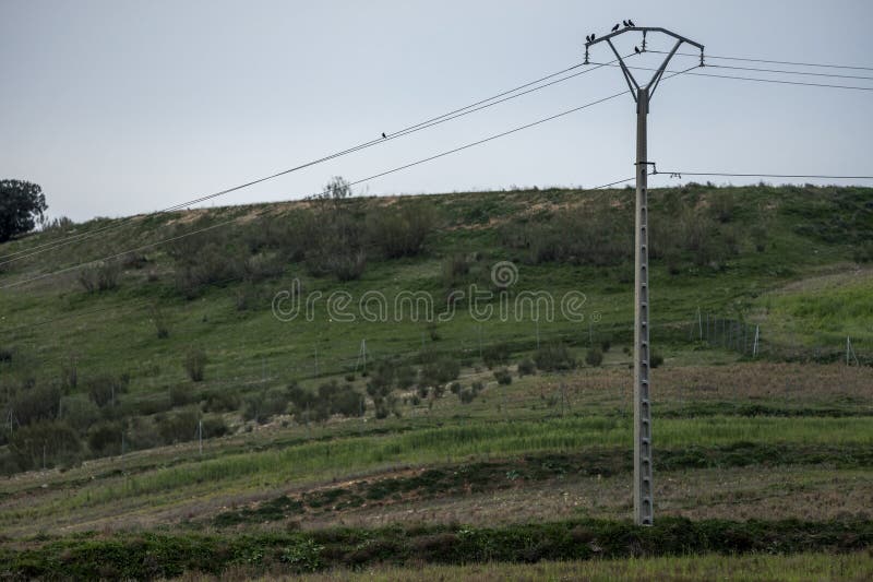 A Power Pole with Cables on Which Some Small Birds Rest Stock Photo ...