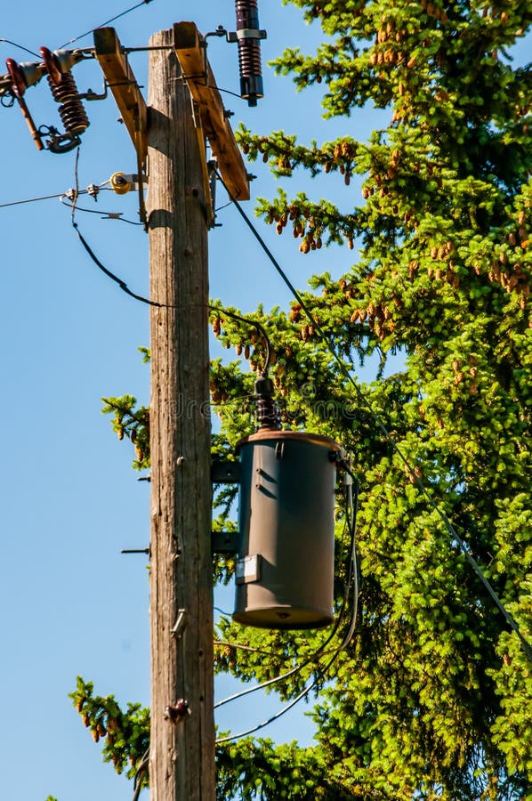 Power Pole and Lines with a Pine Cone Laden Tree Behind it. Stock Photo ...