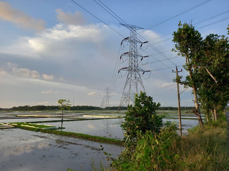 Power Poles on the Edge Rice Field Stock Photo - Image of plant, rice ...