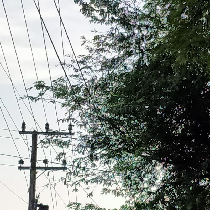 Power Poles, Tree, Sky, Trees Stock Photo - Image of power, trees ...