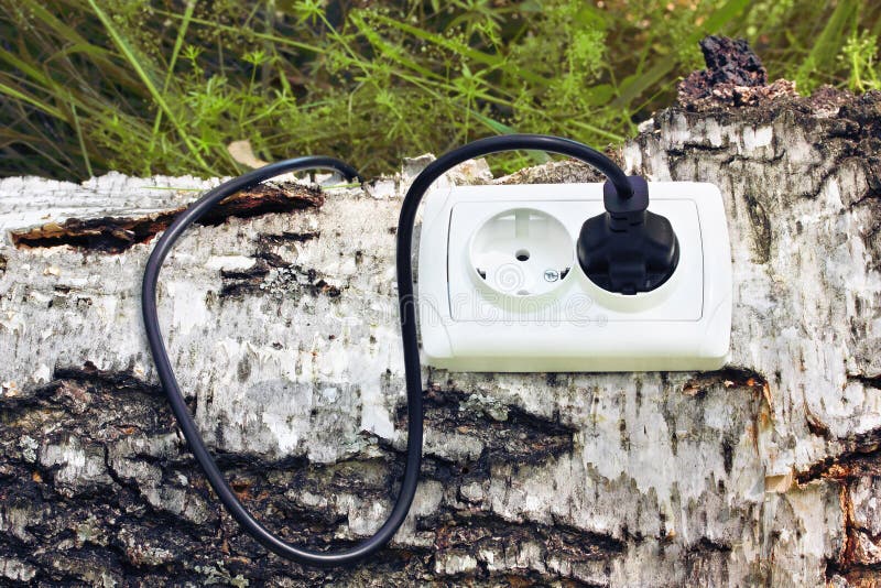 Power Receptacle and Switchplug on a Tree Stock Image - Image of ...