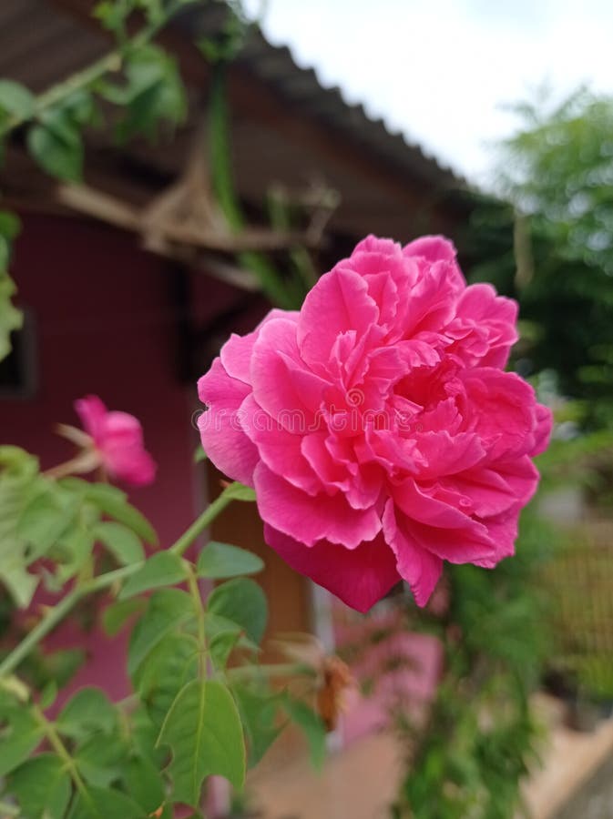 The power of rose flower stock image. Image of power - 222187643