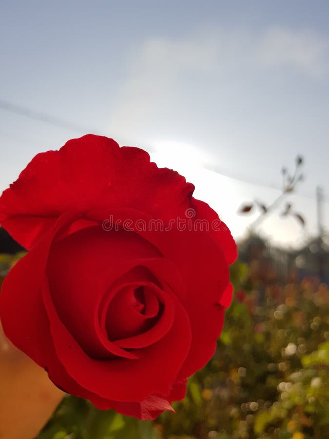 The power of the rose stock image. Image of power, rose - 161753549