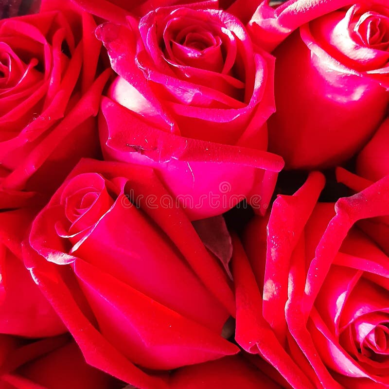 Power of Roses stock image. Image of roses, garden, colour - 172306407